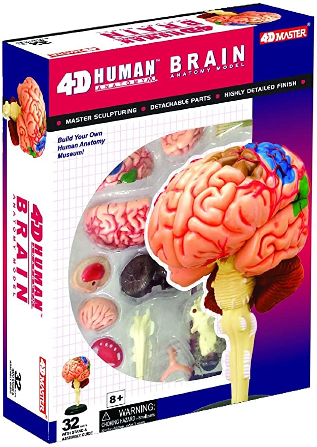 4D Human Brain Anatomy Model - 26056